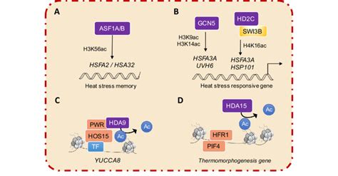 Histone Modification In The Plant Thermal Response A Asf1ab Activates