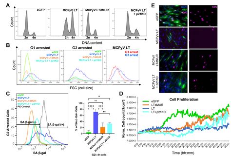 Merkel Cell Polyomavirus Large T Antigen Induces Cellular Senescence For Host Growth Arrest And