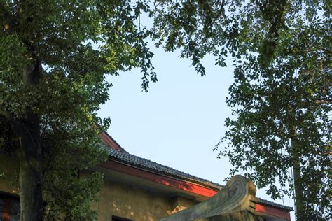 树木素材 树木模板 树木图片免费下载 设图网