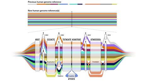 Human Genome Sequence