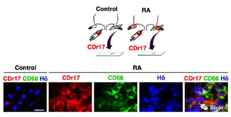 利用m1型巨噬细胞的特异荧光探针来研究炎症 靶点科技（北京）有限公司