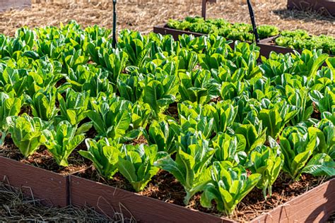 자연에 뿌리를 두고 있습니다 원예 녹색 식물입니다 야채 밭의 농지에 녹색 샐러드가있는 지역 정원에서 채소를 생산합니다 건강 식품 농업 비즈니스 개념 수평 샷 0명에 대한