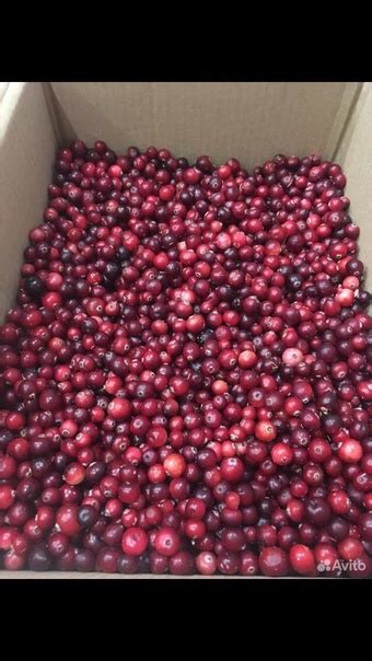 Продам клюкву 350₽ за литр Собрана в Свердловской области По вопросам в л с Мы из Кыштыма
