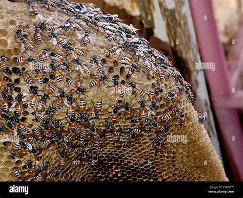 Small Wild Honey Bees Nest Colony Bees Are Winged Insects Closely