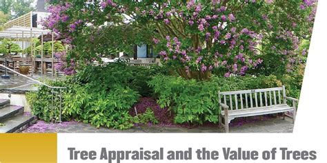 Introduction To Tree Appraisal