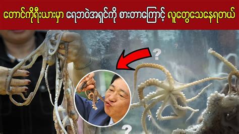 တောင်ကိုရီးယားမှာ ရေဘဝဲအရှင်ကိုစားတာကြောင့် လူတွေ သေနေရတယ် Youtube