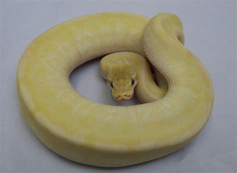 Ball Python Spider Crystal Tcr 2013 Twin Cities Reptiles