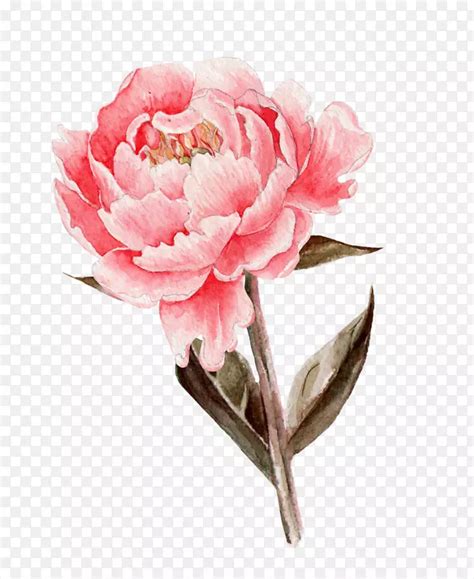 手绘粉色牡丹花朵PNG图片素材下载 图片编号7306404 PNG素材网