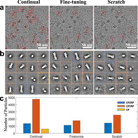 comparison of biased and unbiased picking on a 26s proteasome dataset a