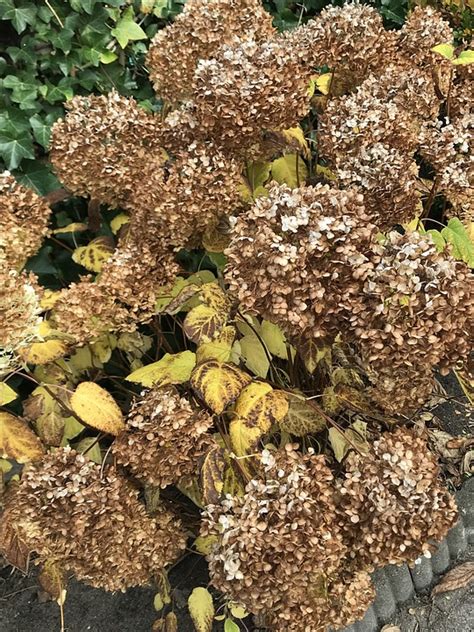 Annabelle Flower Bloem Free Photo On Pixabay Pixabay