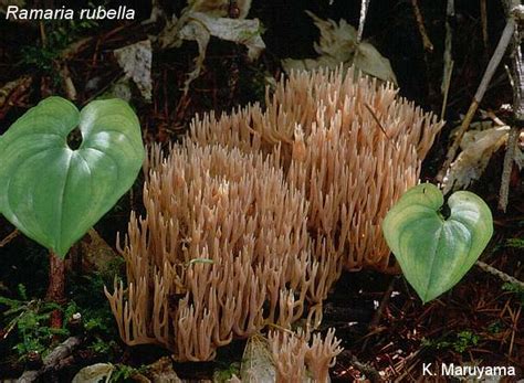 Ramariaceae