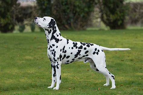 Dalmatian Breeds A To Z The Kennel Club