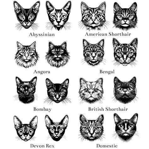 Cute Cats Breed Face Portrait Svg Png Clipart Mega Pack Black And