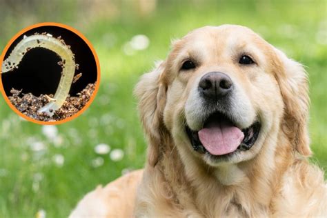 Robak Młot Groźny Dla Zwierząt Domowych Gdzie Go Wykryto