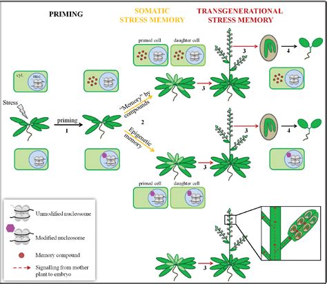 Figure 1 From Polycomb And Trithorax Group Protein Mediated Control Of Stress Responses In