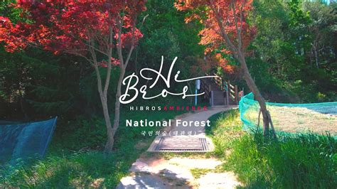 🎧 의외로 예쁘고 산책하기 너무나 좋은데 대관령 국민의숲길 풍경과 자연 소리 나만의 힐링 명소 나만의 힐링 시간 4k