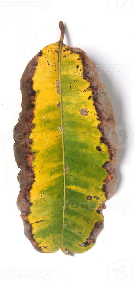 Macronutrient Deficient Mango Leaves Isolated On White Background Mango Leaves With Leaf