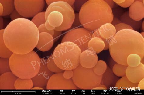 扫描电子显微镜（sem）的十大应用领域汇总 知乎