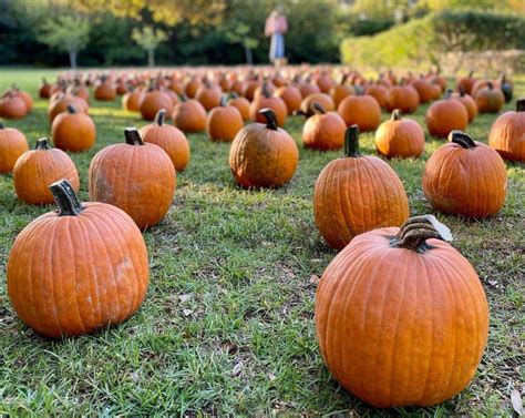 Island Farm To Greet Fall With 11th Annual Pumpkin Patch On Saturdays