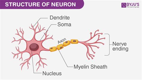 NCERT Exemplar Class 10 Science Solutions Chapter 7