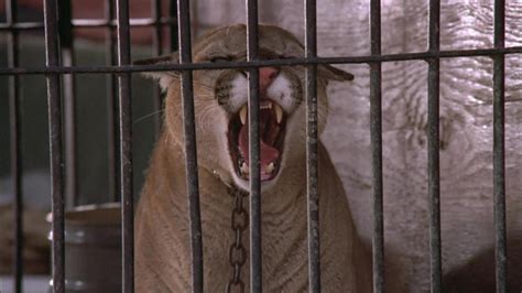 Terror Circus 1973 Mubi