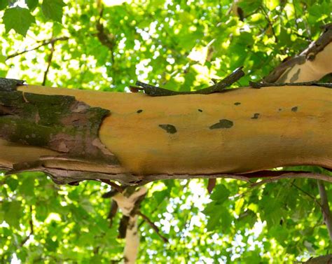 Common Tree Leaf Uk Map