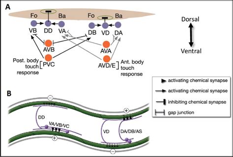 Figure 1 From The Genetic Characterization Of Locomotive Neural