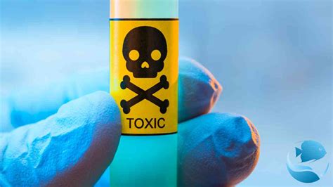 Nitrate Poisoning Fish Symptoms Aqualifetank