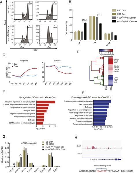 C Jun Inhibits Cell Cycle During Differentiation A Induction Of Download Scientific Diagram