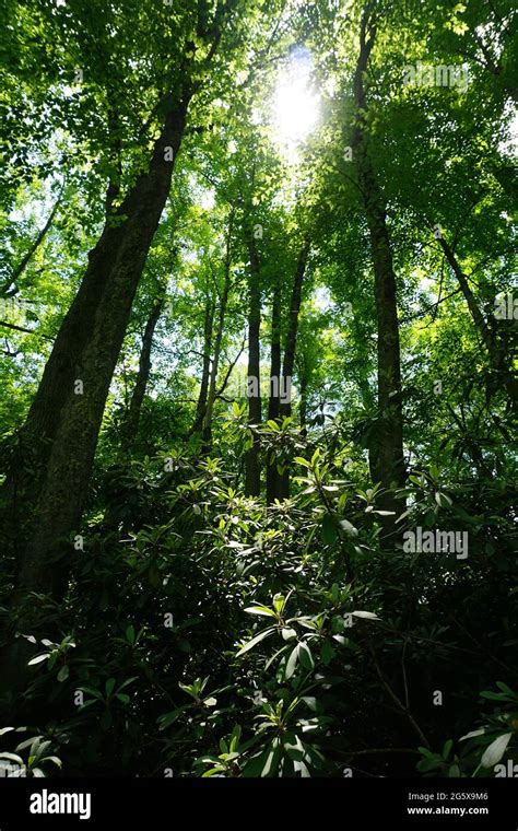 Sunlight In The Trees Stock Photo Alamy
