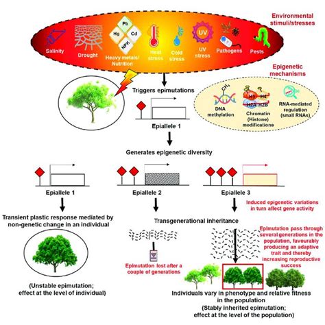 Diagrammatic Representation Of The Epigenetic Modifications Based On