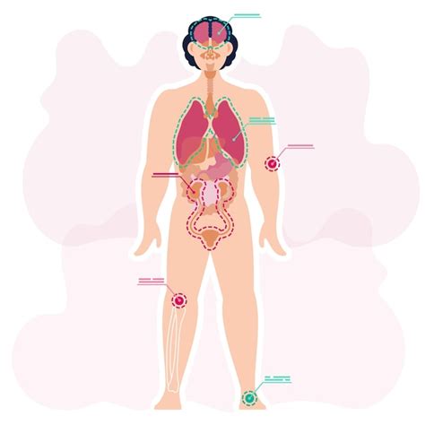 인간의 장기의 인체 해부학 벡터 일러스트 이미지의 다이어그램 신체 부위의 이름 프리미엄 벡터