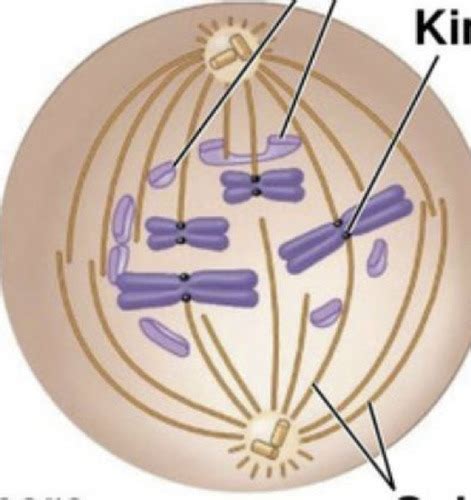 Cellular Reproduction And Genetics Flashcards Quizlet