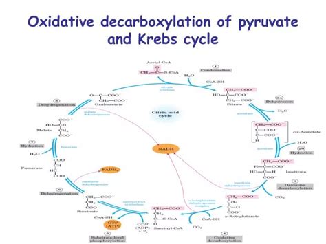 Ppt Oxidative Decarboxylation Of Pyruvate And Krebs Cycle Powerpoint Presentation Id 4045985