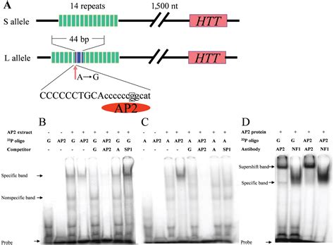 Serotonin Transporter Semantic Scholar