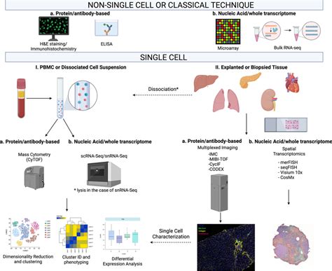 Schematic Illustrations Of Single Cell Technologies Peripheral Blood