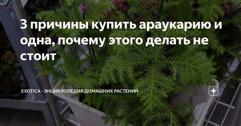 3 причины купить араукарию и одна, почему этого делать не стоит ...