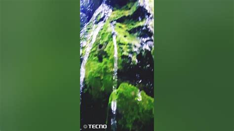 একটি গাছের ভিডিও আসা করি ভালো লাগবে মর্নিং2pmরেজাল্ট Funny Youtube