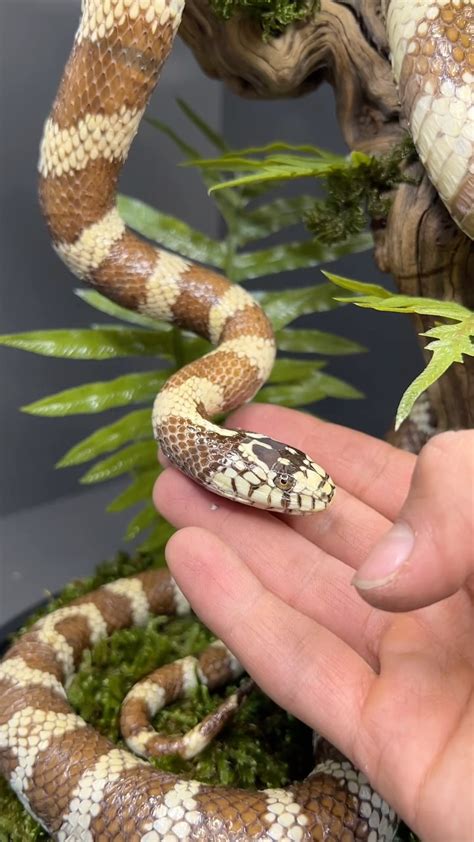 ‎تاکسیدرمی آرمان‎ ‎👈طوطی کاسکو👉 🚚ارسال به سراسر کشور🚚 📏طول کار