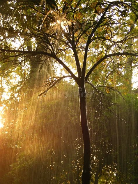Tree In Rain Stock Image Image Of Rain Raindrops Sunset