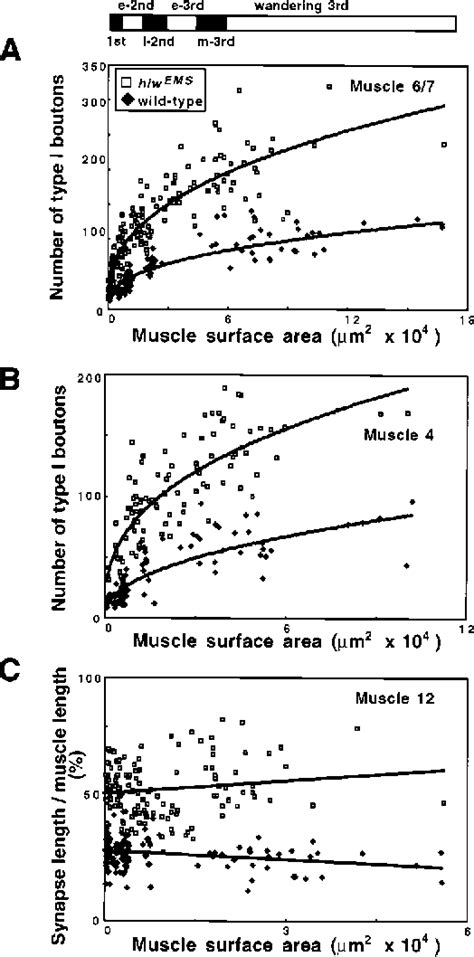 Presynaptic Periactive Zone Semantic Scholar