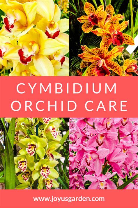 Cymbidium Orchids Care Artofit