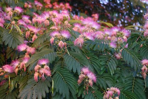 What Does The Mimosa Tree Look Like At Erin Wright Blog
