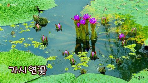 들꽃이야기89번째 가시연꽃1 과실과 잎에 가시가 있는 연꽃이라 이름 붙여졌고 멸종위기식물 2급으로 보호종이다 꽃말은 그대에게 행운을 그대에게 감사를이다
