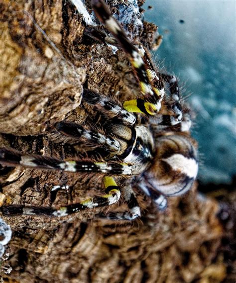 P Regalis R Tarantulas