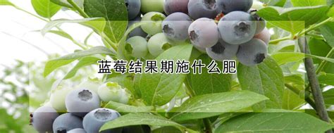 蓝莓结果期施什么肥 发财农业网