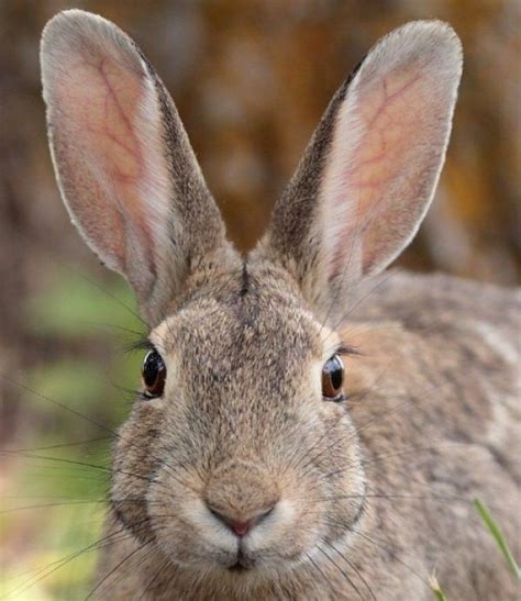 Глисты у кроликов симптомы и лечение профилактика