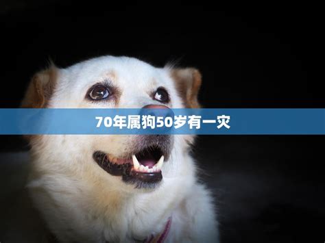 70年属狗50岁有一灾 如何化解