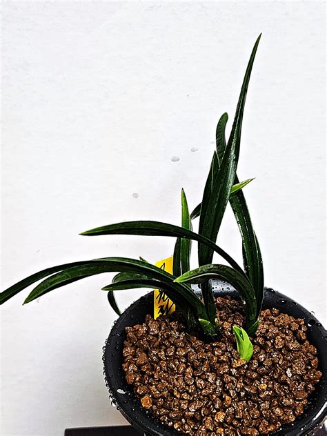 난개척자 남해 한국춘란 난초 춘란 蘭 산채품 종자목 명명품 화예품 엽예품