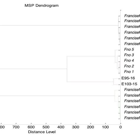 Dendrogram Constructed From Maldi Tof Ms Main Spectrum Profiles Of 19 Download Scientific